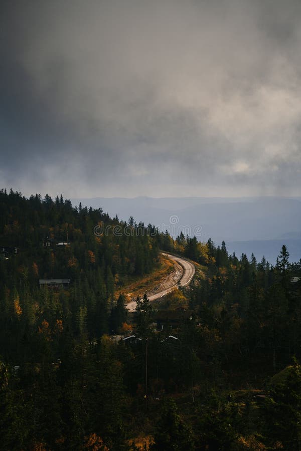Vertical Shot of a Walking Path between Spruces Under a Cloudy Sky ...
