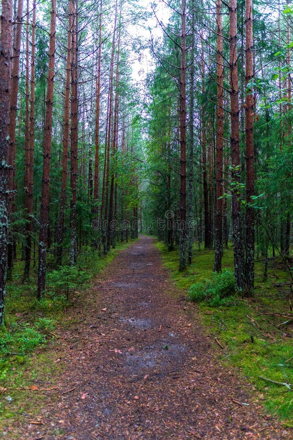 Vertical Shot of a Walking Path between Tall Trees in a Forest Stock ...