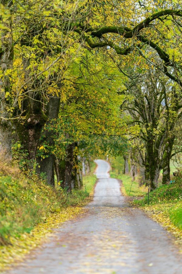 Vertical Shot of a Walking Path between Trees in a Forest Stock Image ...