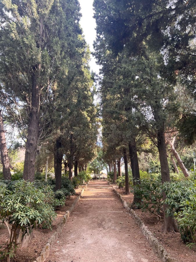 Vertical Shot of a Walking Path between Trees Stock Photo - Image of ...