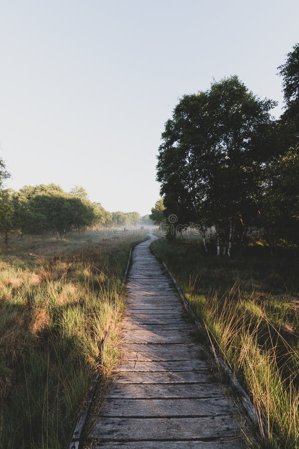 Vertical Shot of a Walking Path in the Woods Captured on a Sunny Day ...