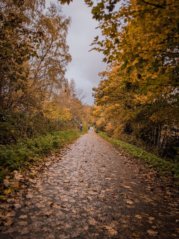 Vertical Shot of a Walking Trail through a Beautiful Fall Forest Stock ...