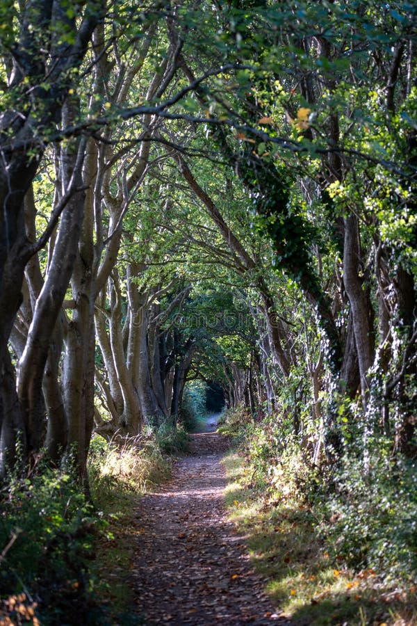 Vertical Shot of a Walking Trail through Lush Green Trees Stock Photo ...