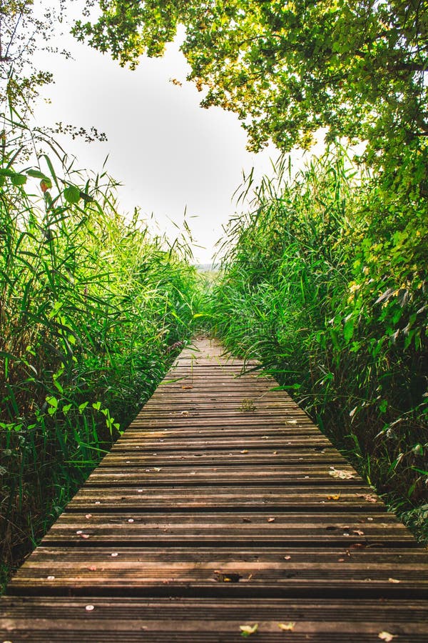 Vertical Shot of a Walkway Going through Trees and Bushes Stock Photo ...
