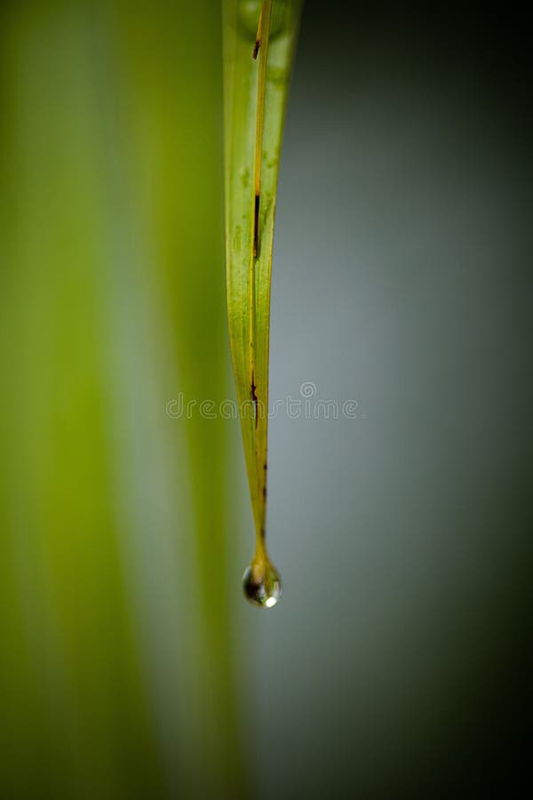 Vertical Shot of a Water Droplet Falling Off a Leaf Stock Photo - Image ...