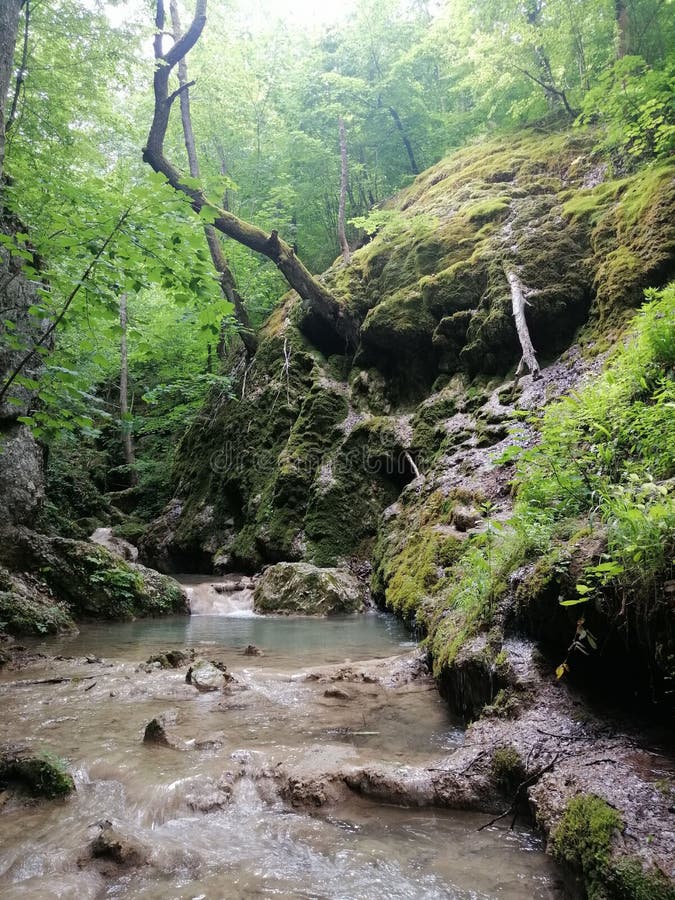 Vertical Shot of a Water Stream in a Forest Editorial Stock Photo ...
