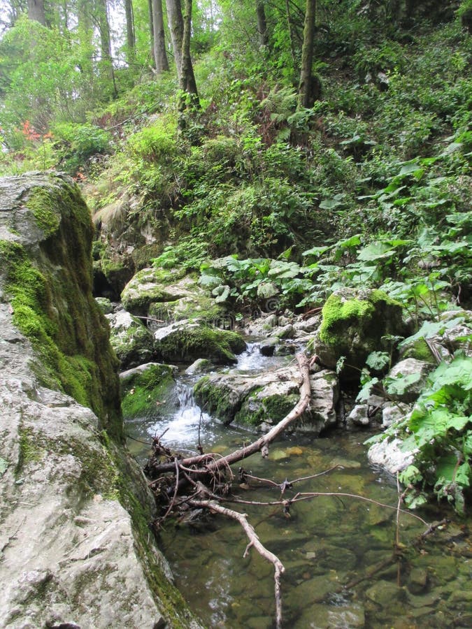 Vertical Shot of a Water Stream Surrounded by Greenery at Daytime Stock ...