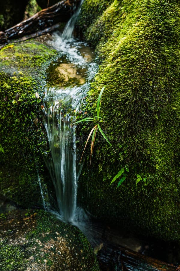 Vertical Shot of a Waterfall Coming Down through the Forest Covered in ...