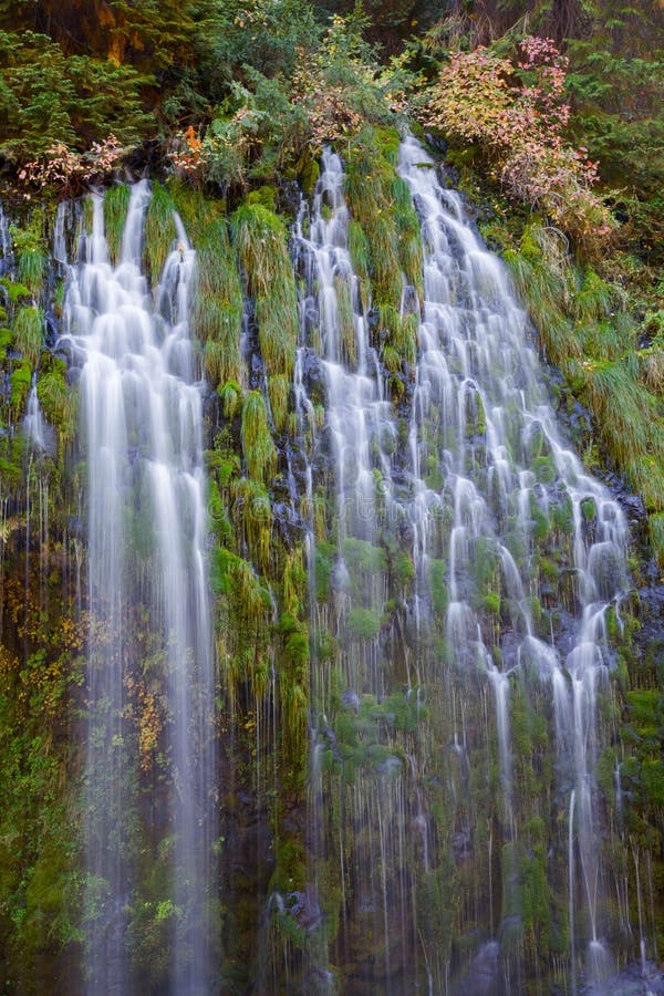 Vertical Shot of a Waterfall in Mossbrae Falls, California, USA Stock Photo - Image of forest ...