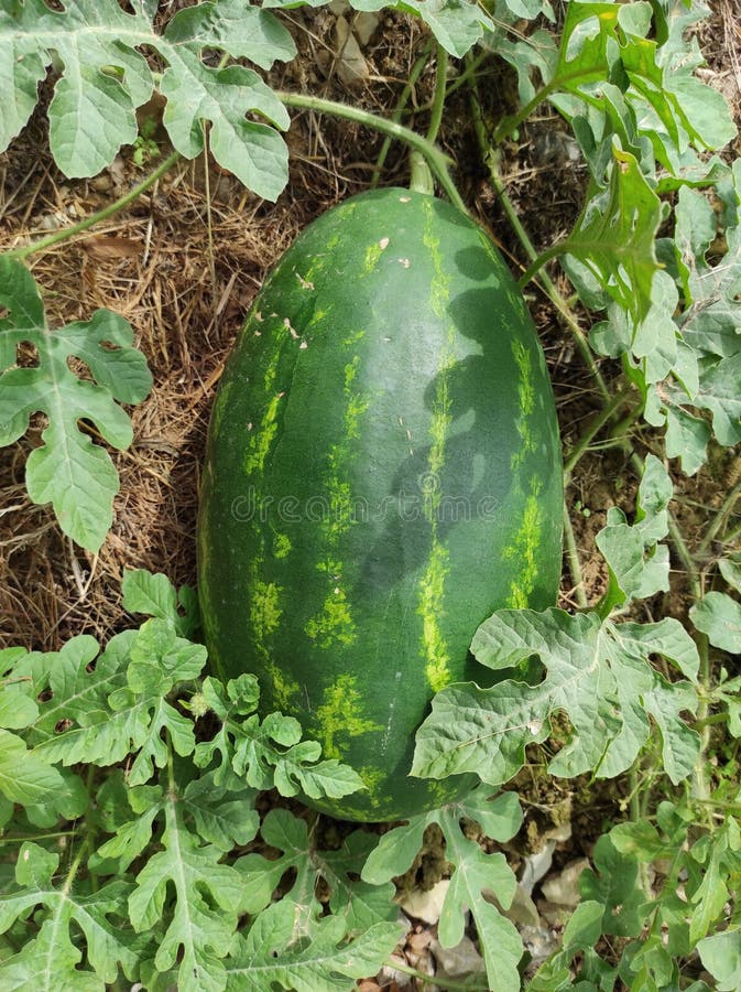 Vertical Shot of a Watermelon Growing in a Farm Stock Image - Image of ...