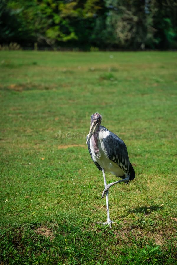 Vertical Shot of a Wattled Crane Stock Photo - Image of wild, wing ...