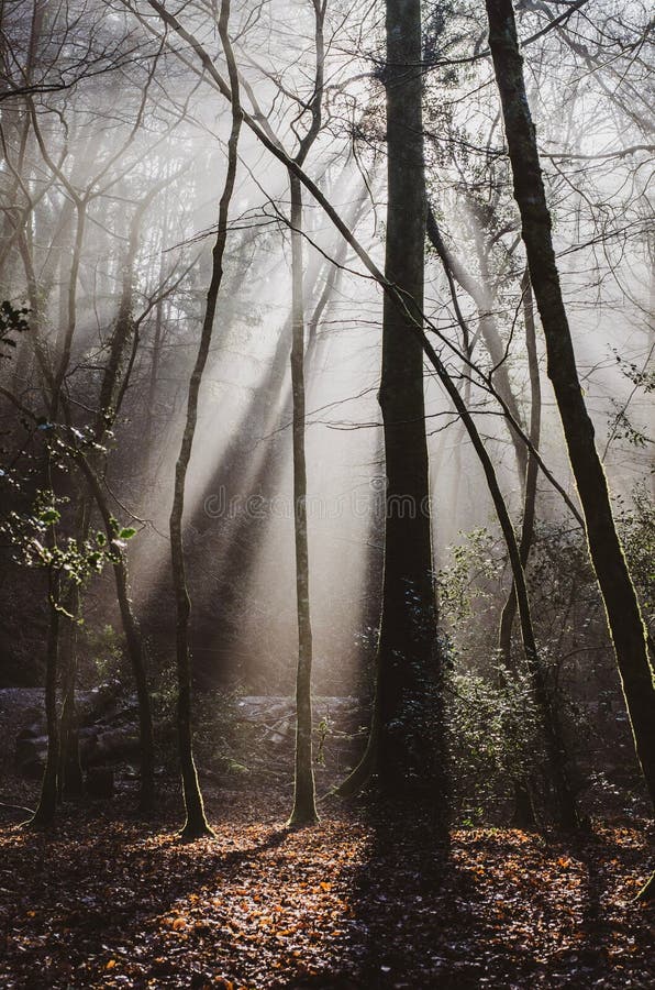 Vertical Shot of the Weathered Trees in the Forest with Sun Rays Coming ...