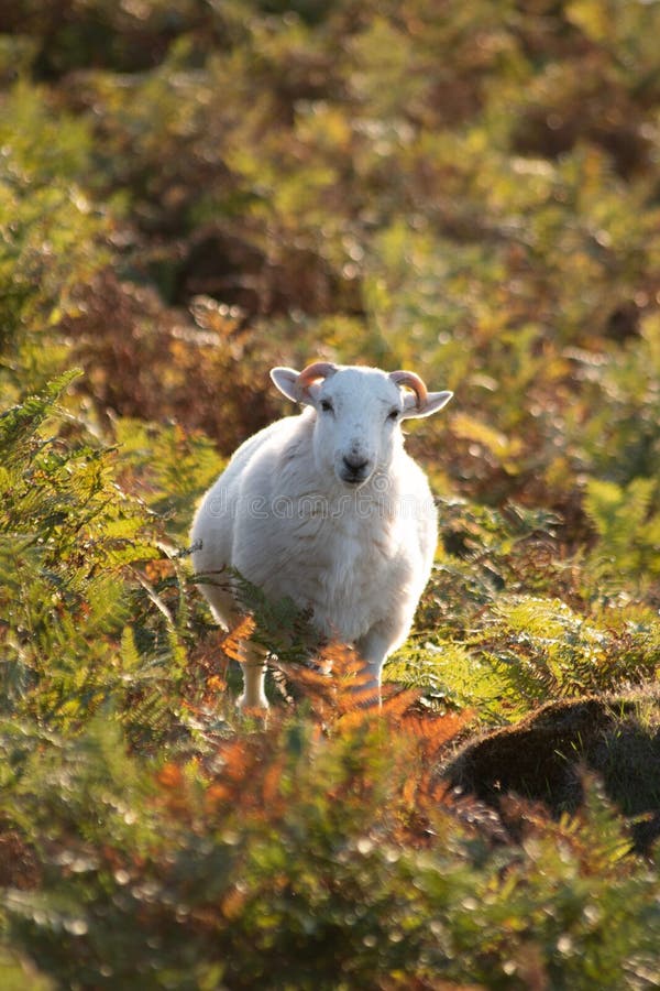 Vertical Shot of a Welsh Mountain Sheep Standing among Green Plants in ...