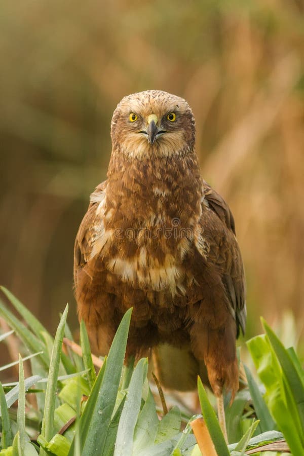 Vertical Shot of a Western Marsh Harrier Bird Perched on Grass Looking ...