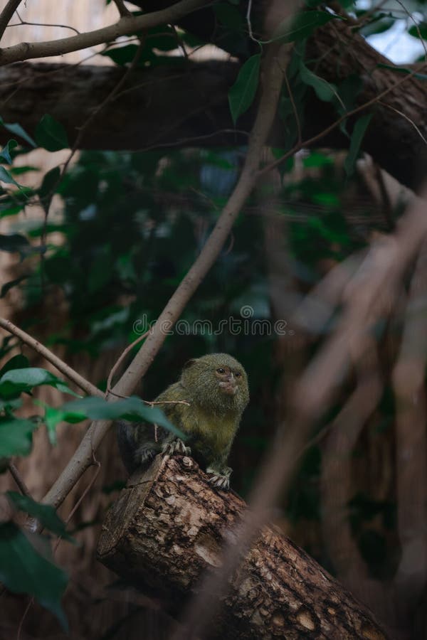 Vertical Shot of a Western Pygmy Marmoset Stock Photo - Image of young ...