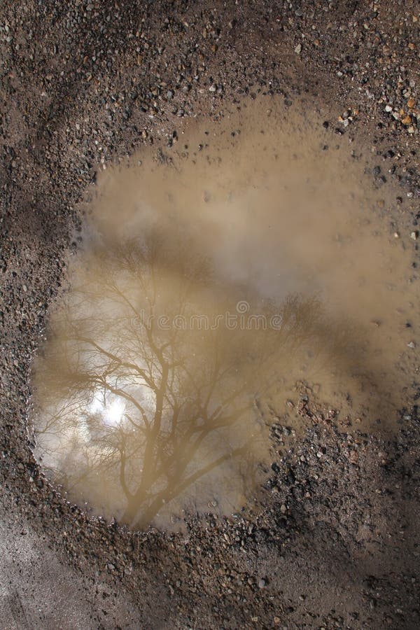 Vertical Shot of Wet Ground with a Muddy Puddle and a Tree Reflected on ...
