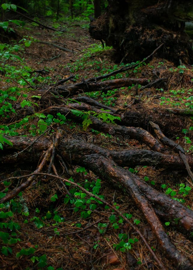 Vertical Shot of the Wet Plants and Tree Roots in the Forest Stock ...