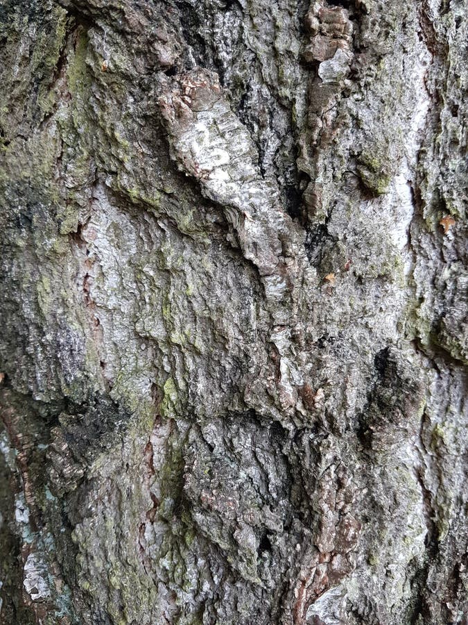 Vertical Shot of a Wet Tree Bark Texture Stock Image - Image of wood ...