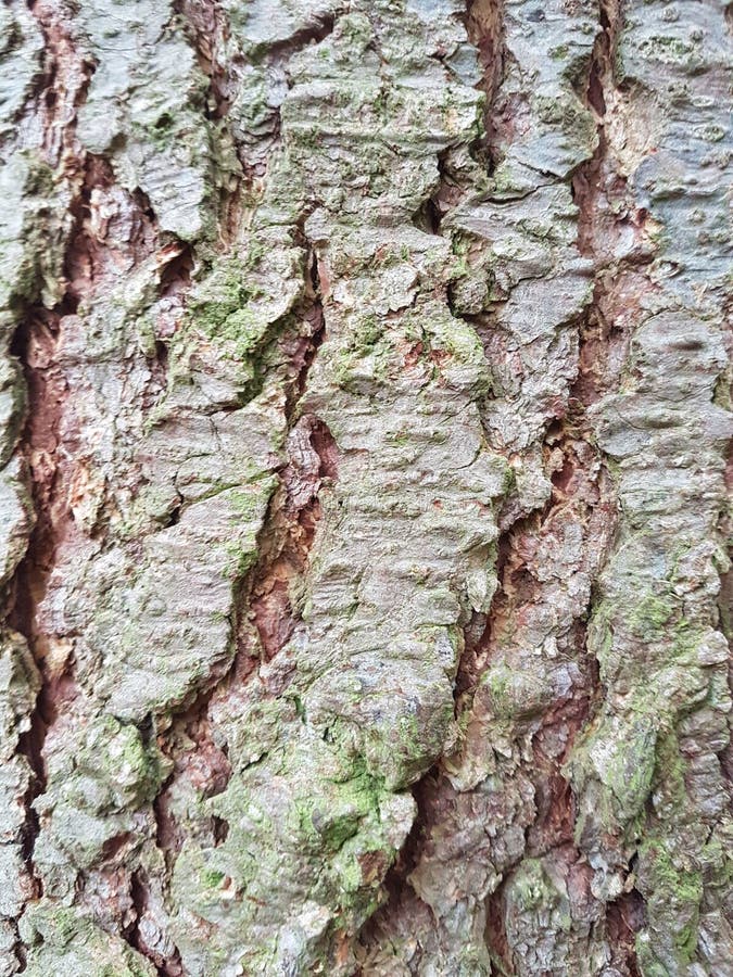 Vertical Shot of a Wet Tree Bark Texture Stock Image - Image of ...