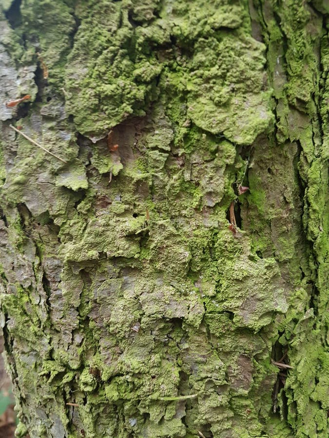 Vertical Shot of a Wet Tree Bark Texture Stock Image - Image of ...