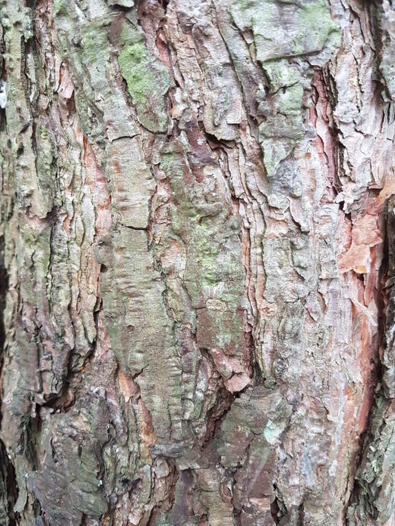 Vertical Shot of a Wet Tree Bark Texture Stock Photo - Image of wood ...