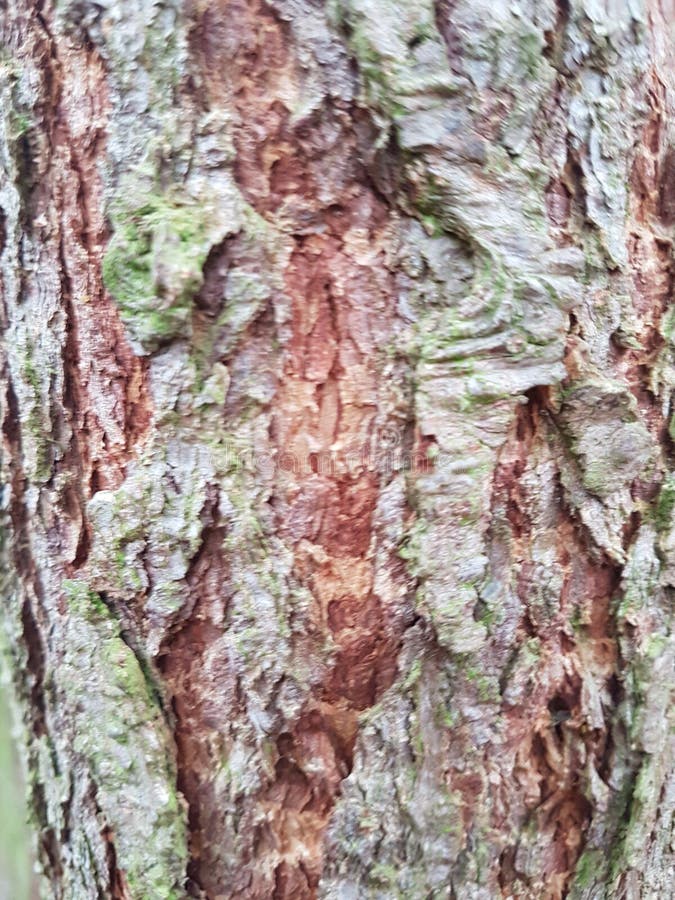 Vertical Shot of a Wet Tree Bark Texture Stock Image - Image of surface ...