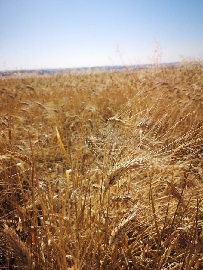 Vertical Shot of a Wheat Field Under the Sunlight with a Blurry ...