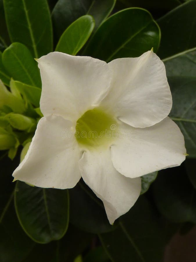Vertical Shot of a White Adenium Stock Photo - Image of petal, nature ...