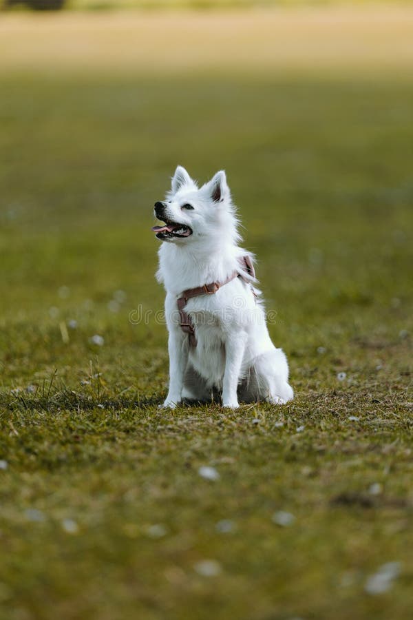 Vertical Shot of a White American Eskimo Dog in a Green Field Stock ...
