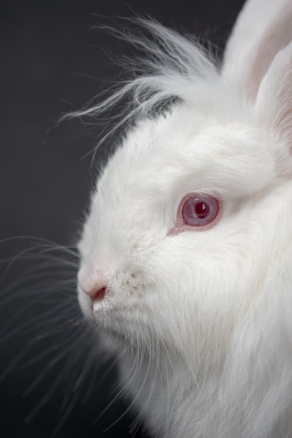 Vertical Shot of a White Angora Rabbit Stock Photo - Image of fluffy ...