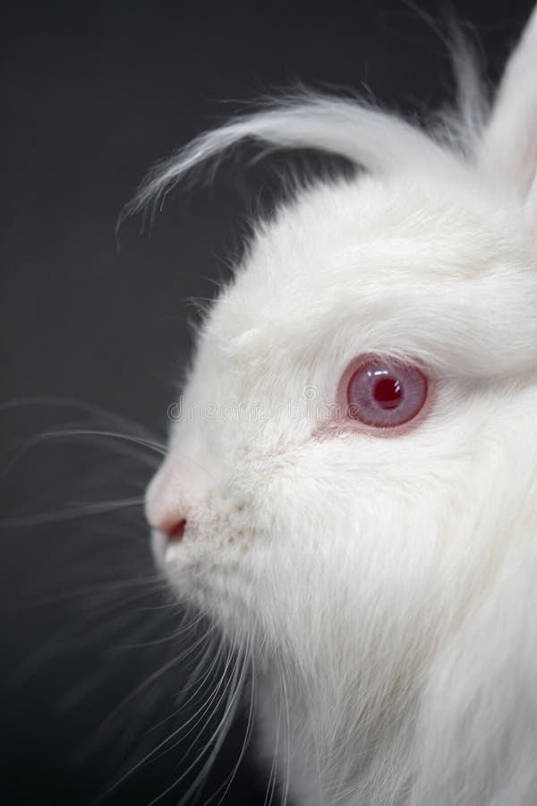 Vertical Shot of a White Angora Rabbit Stock Image - Image of rabbit ...
