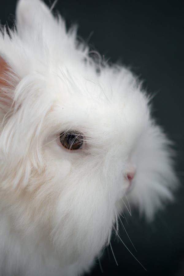 Vertical Shot of a White Angora Rabbit Stock Image - Image of cutesy ...