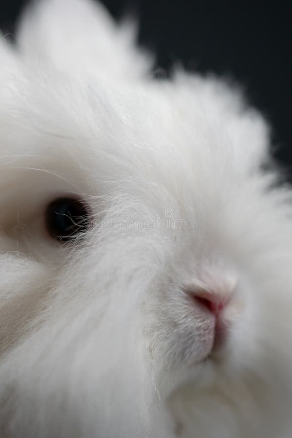 Vertical Shot of a White Angora Rabbit Stock Image - Image of furry ...