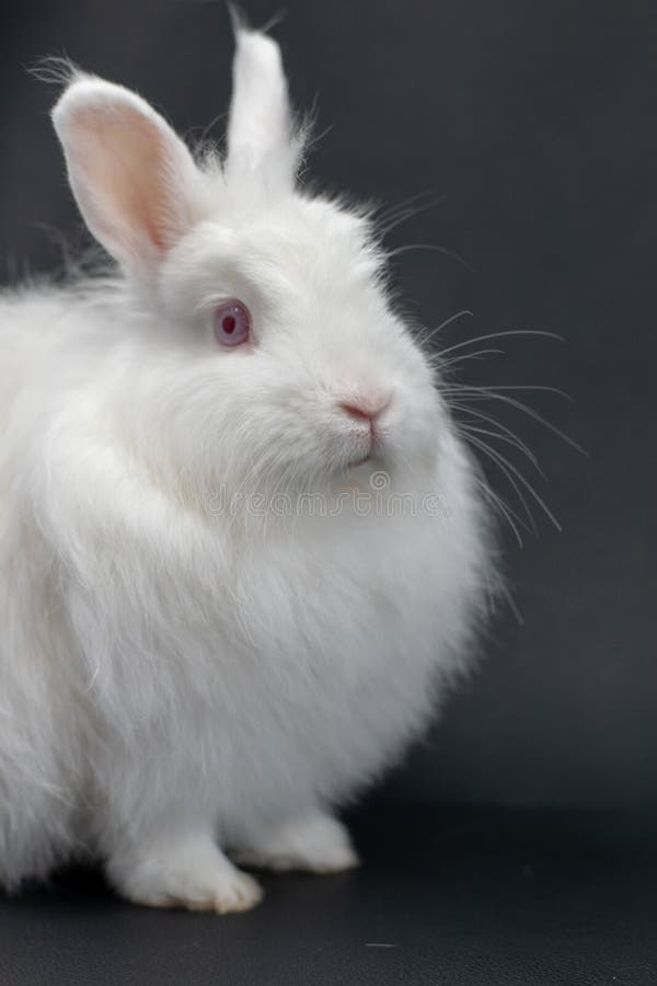 Vertical Shot of a White Angora Rabbit Stock Photo - Image of fluffy ...