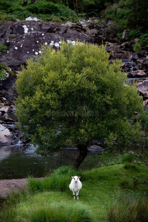 Vertical Shot of White Bentheimer Landschaf Sheep in Front of a Tree ...