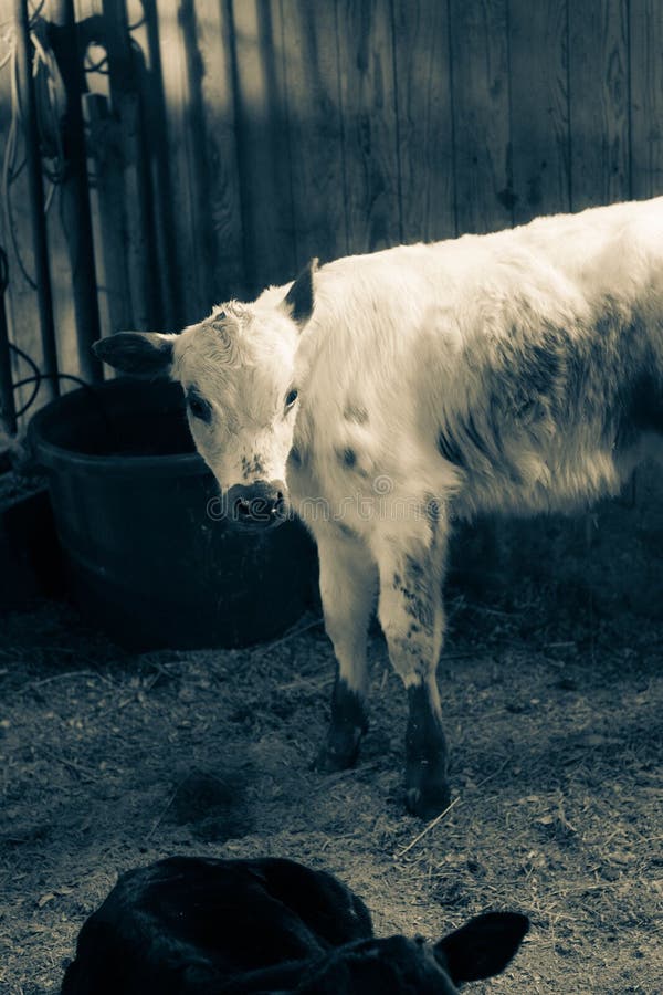 Vertical Shot of a White Cow with a Baby Calf Resting on the Ground ...