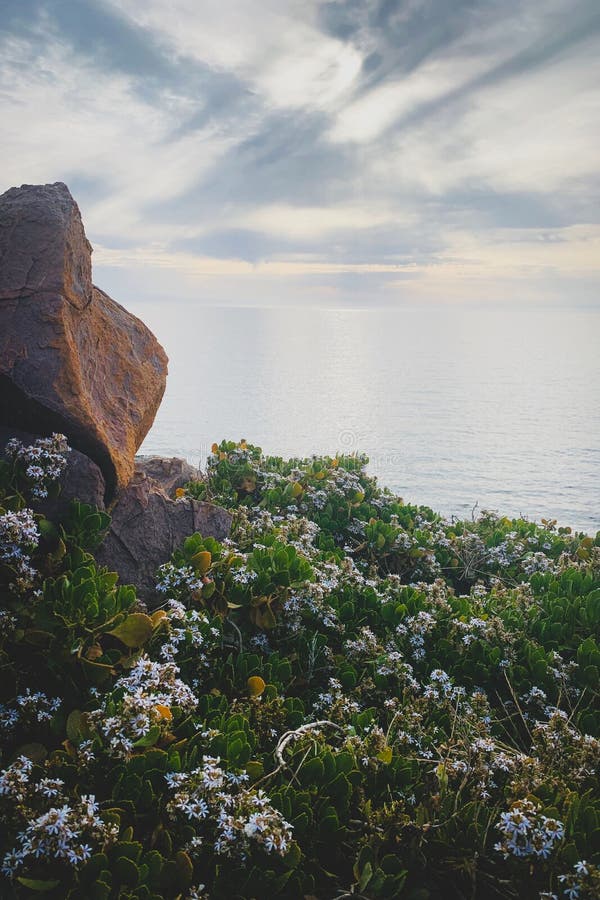 Vertical Shot of White Flowers on a Seaside Cliff Stock Image - Image ...