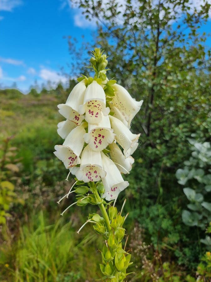 Vertical Shot of a White Foxglove Flower in the Field Stock Photo ...