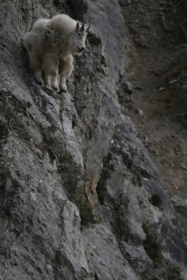 Goat on cliff stock image. Image of dwelling, deer, goat - 5798105