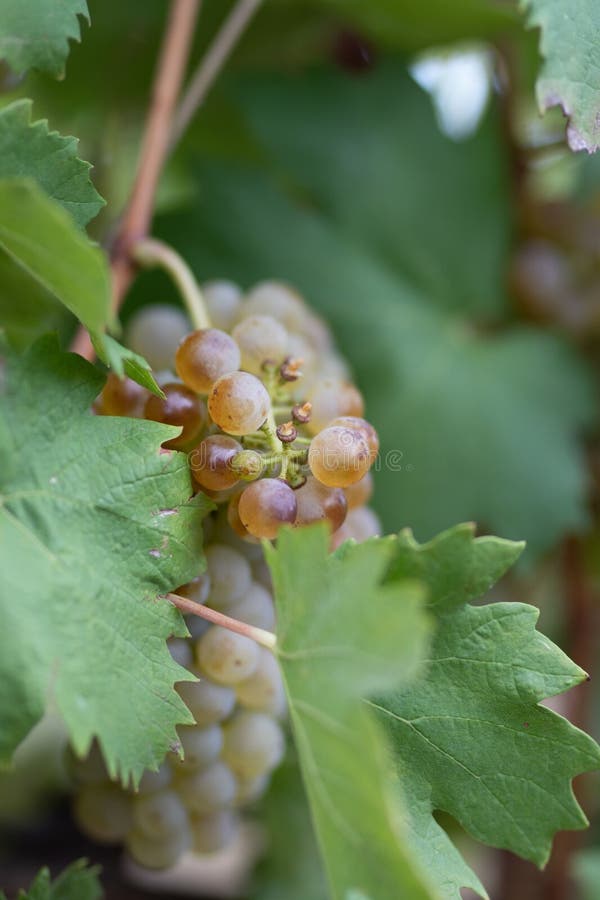 Vertical Shot of White Grapes on the Tree Stock Image - Image of fresh ...