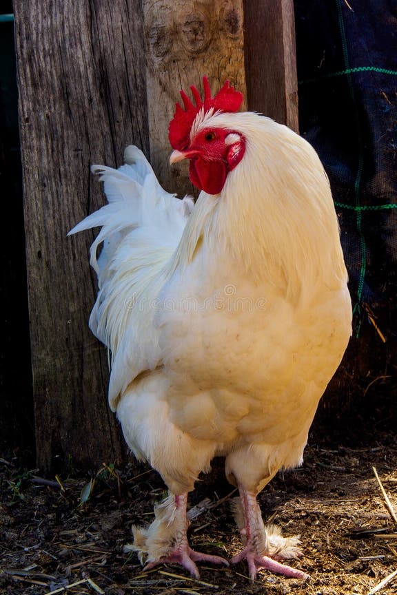 Vertical Shot of a White Hen in a Domestic Environment Stock Image ...