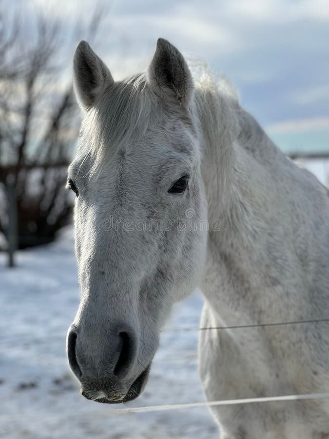 Vertical Shot of a White Horse in a Ranch Covered in the Snow with a ...
