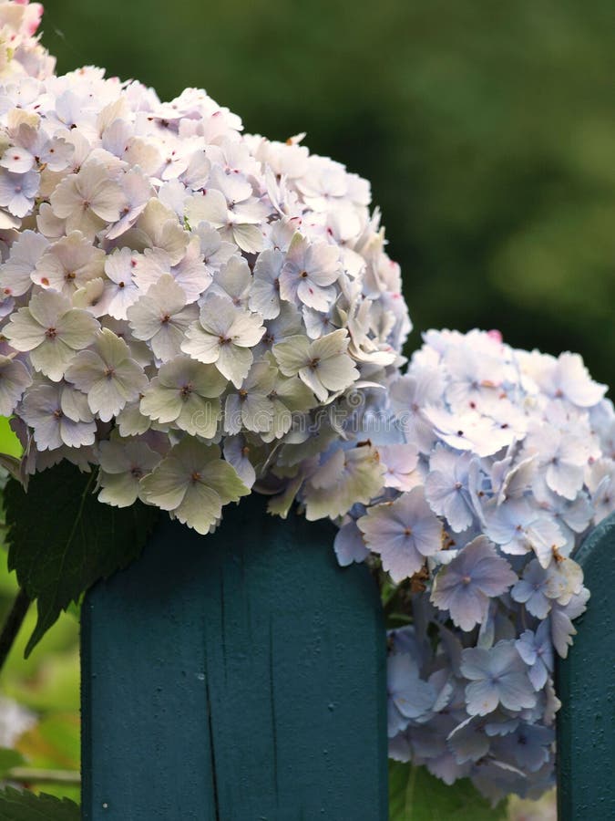 Vertical Shot of White Hydrangeas on a Green Garden Fence with Trees ...