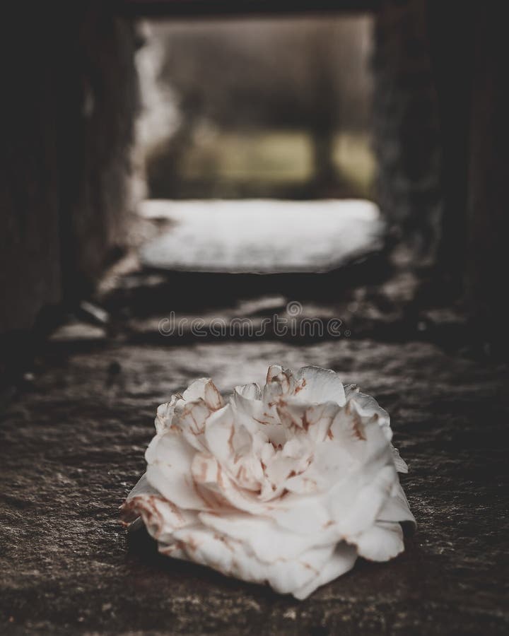 Vertical Shot of a White Rose on the Ground Stock Image - Image of ...