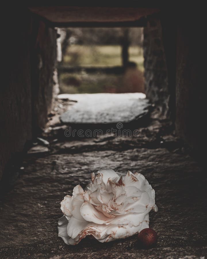 Vertical Shot of a White Rose on the Ground Stock Image - Image of ...