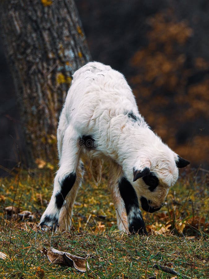 Vertical Shot of a White Sheep with Black Spots Grazing in a Forest ...