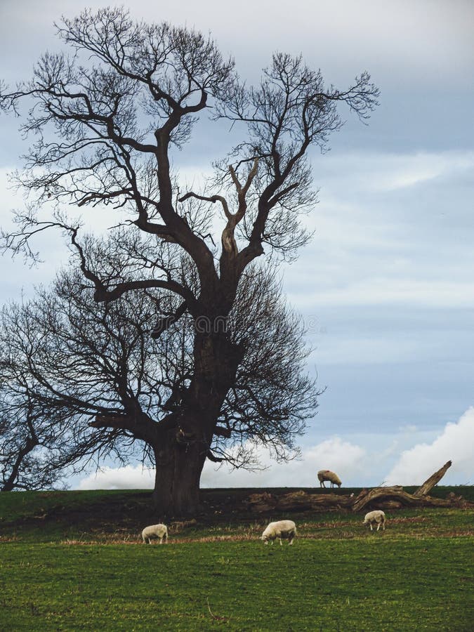 Vertical Shot of White Sheep Eating in a Pasture with a Tall Brown Dry ...