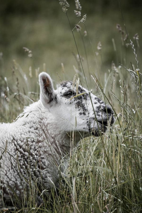 Vertical Shot of a White Sheep Laying on Grass Stock Photo - Image of ...