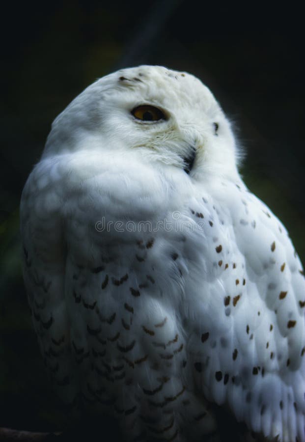 Vertical Shot of a White Snowy Owl Looking Back Stock Image - Image of ...