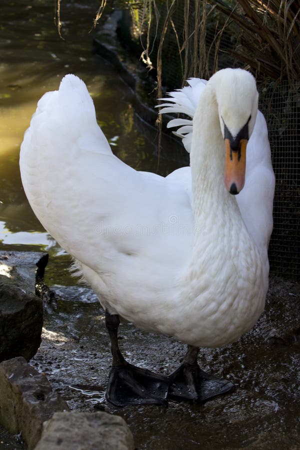 Swan Behind Fireweed Along the Canal Stock Photo - Image of nature ...
